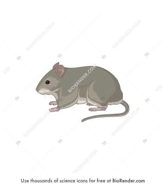 Free Southern Plains woodrat (Neotoma micropus) Icons, Symbols & Images ...