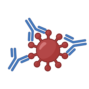 Free Antibody IgM (pentamer) Icons, Symbols & Images | BioRender