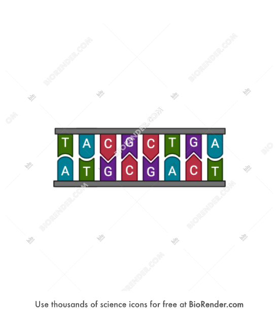 Free Nucleic acid double strand (horizontal) Icons, Symbols & Images ...