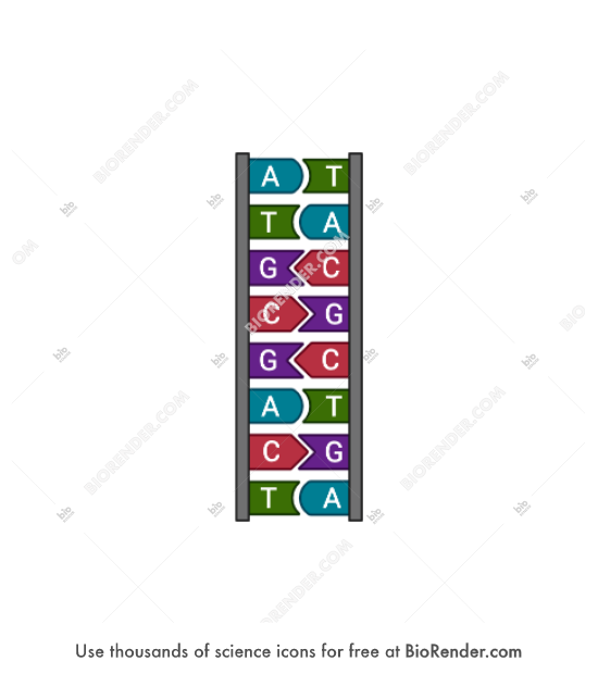 Free Nucleic acid double strand (vertical) Icons, Symbols & Images ...