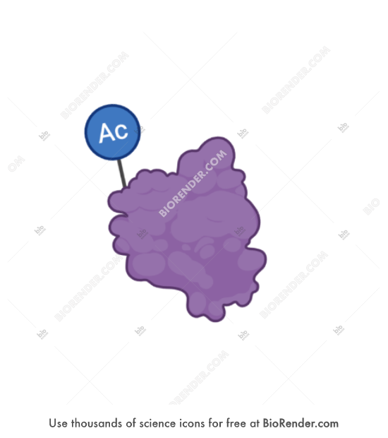 Free Acetylated protein Icons, Symbols & Images | BioRender