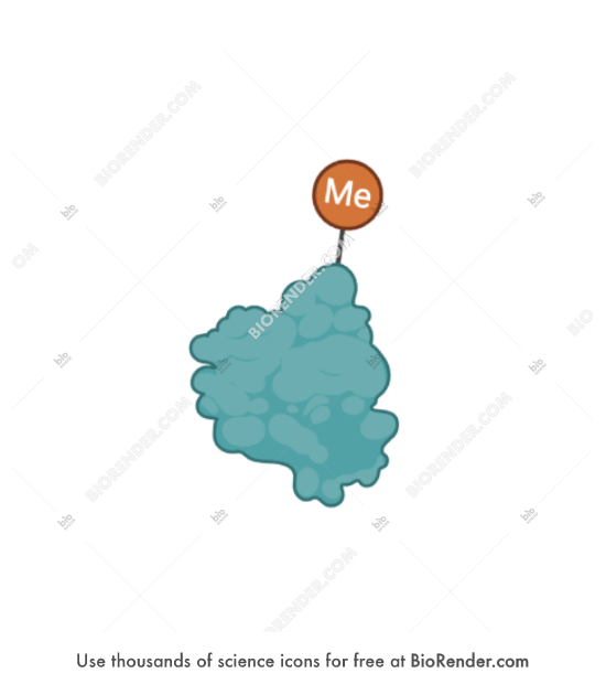 Free Methylated protein Icons, Symbols & Images | BioRender