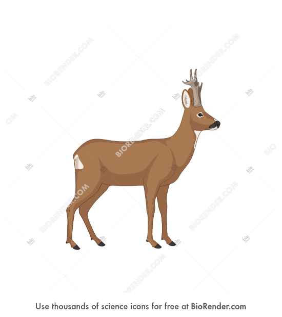 Free European roe deer (capreolus capreolus) Icons, Symbols & Images ...