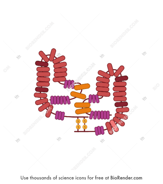 Free Fibronectin (soluble dimer) Icons, Symbols & Images | BioRender