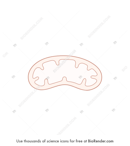 Free Mitochondria (schematic, icon) Icons, Symbols & Images | BioRender