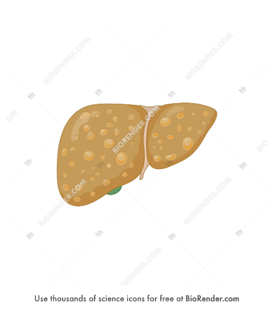 Free Liver (fatty, with gallbladder) Icons, Symbols & Images | BioRender