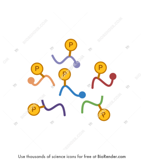 Free Tagged peptides (phosphorylated) Icons, Symbols & Images | BioRender