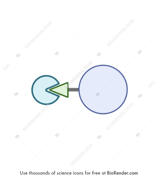 Free Enzyme-ligand complex (4) Icons, Symbols & Images | BioRender