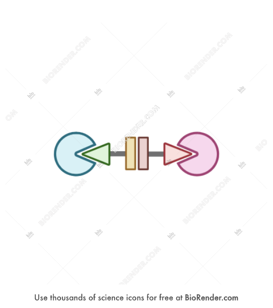 Free Enzyme-ligand complex (2) Icons, Symbols & Images | BioRender