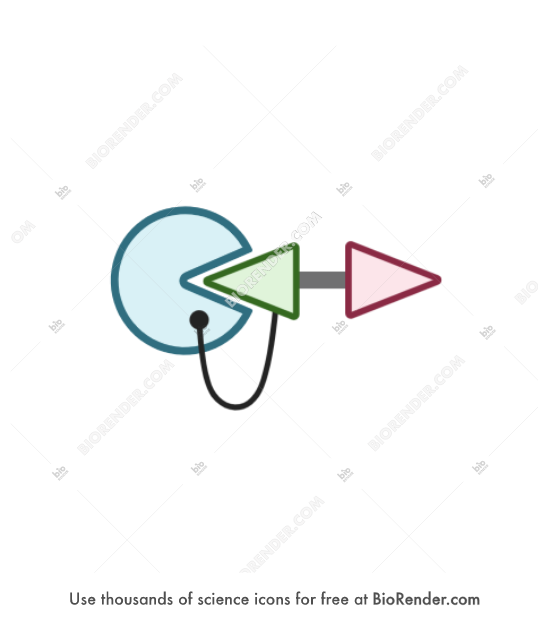 Free Enzyme-ligand complex (3) Icons, Symbols & Images | BioRender