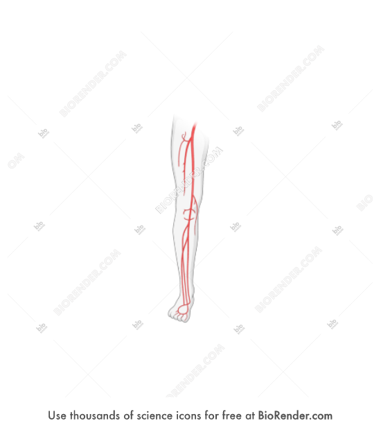 Free Leg vasculature Icons, Symbols & Images | BioRender