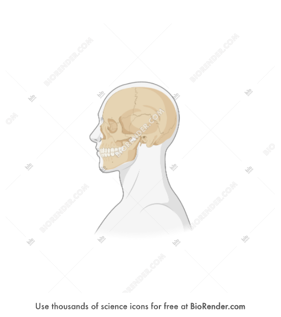 Free Skull (lateral, male) Icons, Symbols & Images | BioRender