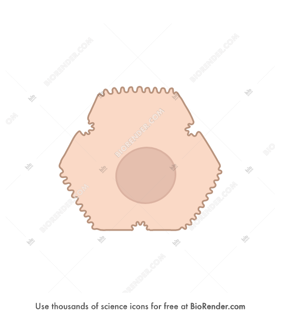 Free Hepatocyte Icons, Symbols & Images | BioRender