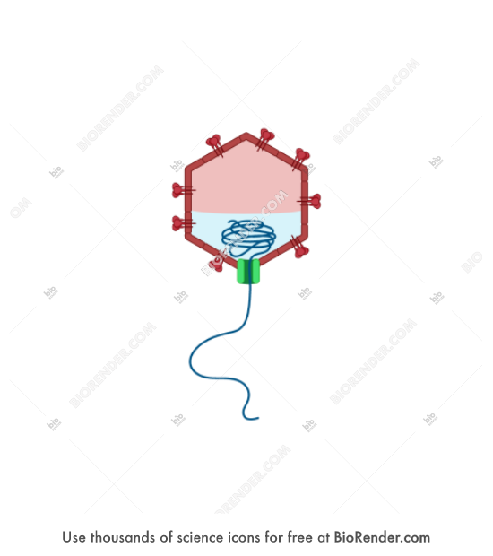 Free Bacteriophage capsid (4. Packaging) Icons, Symbols & Images ...