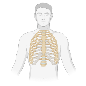 Free Femur (anterior) Icons, Symbols & Images | BioRender