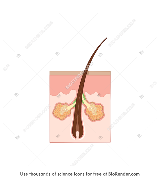Free Sebaceous gland (double) Icons, Symbols & Images | BioRender
