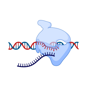 Free rRNA (16S) Icons, Symbols & Images | BioRender