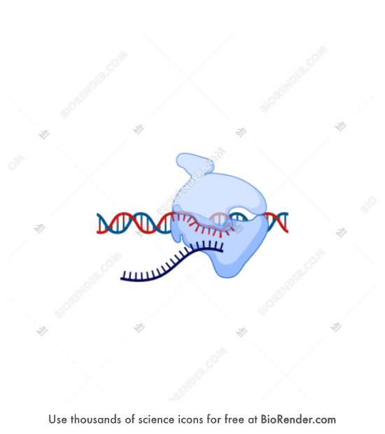 Free RNA polymerase II (transcribing 2) Icons, Symbols & Images | BioRender