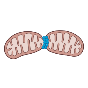 Free Mitochondria fission (with Drp1) Icons, Symbols & Images | BioRender