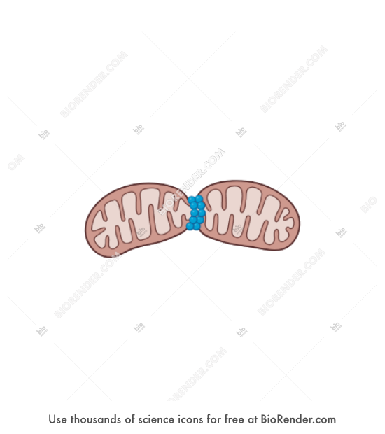 Free Mitochondria fission (with Drp1) Icons, Symbols & Images | BioRender