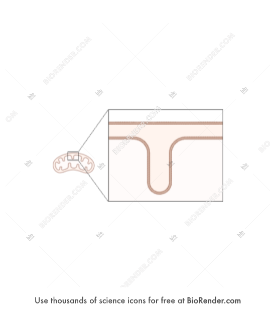 Free Mitochondria (schematic, with callout) Icons, Symbols & Images ...