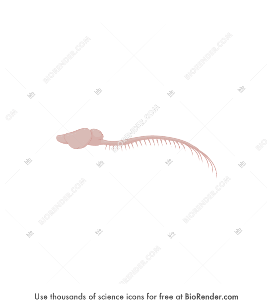 Free Mouse CNS (lateral) Icons, Symbols & Images | BioRender