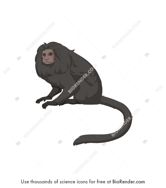Free Black lion tamarin (Leontopithecus chrysopygus) Icons, Symbols ...
