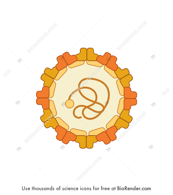 Free Picornavirus Icons, Symbols & Images | BioRender