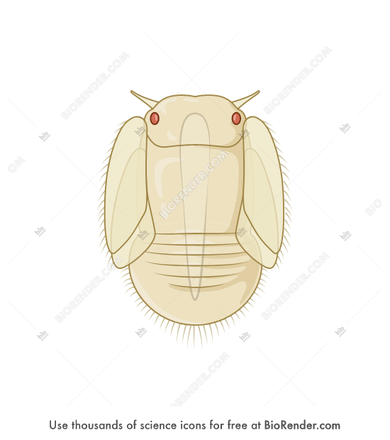 Free Potato psyllid nymph (Bactericera cockerelli) Icons, Symbols ...