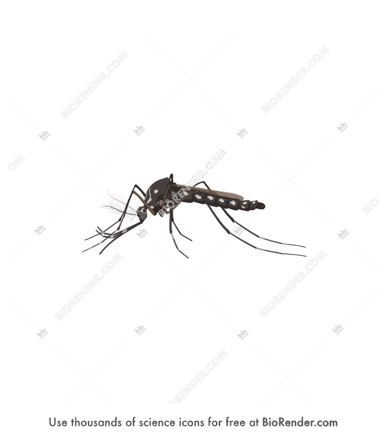 Free Mosquito (Yellow fever, Aedes aegypti, male) Icons, Symbols ...