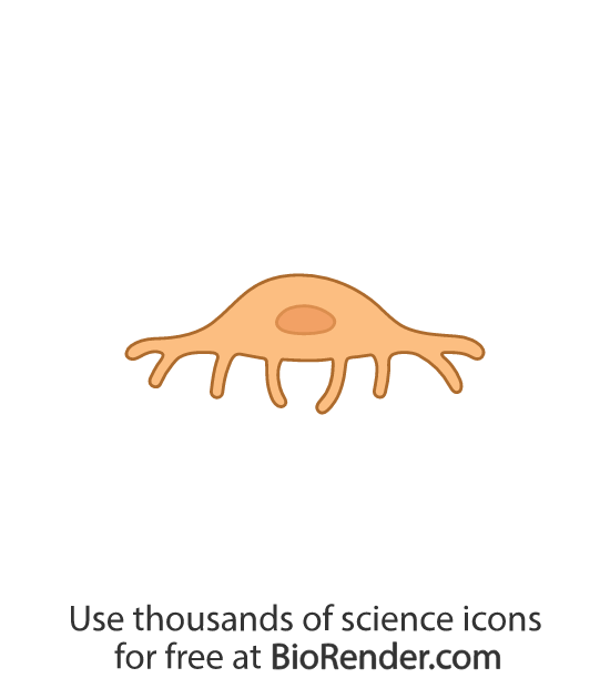 Free Pericyte 1 Icons, Symbols & Images | BioRender