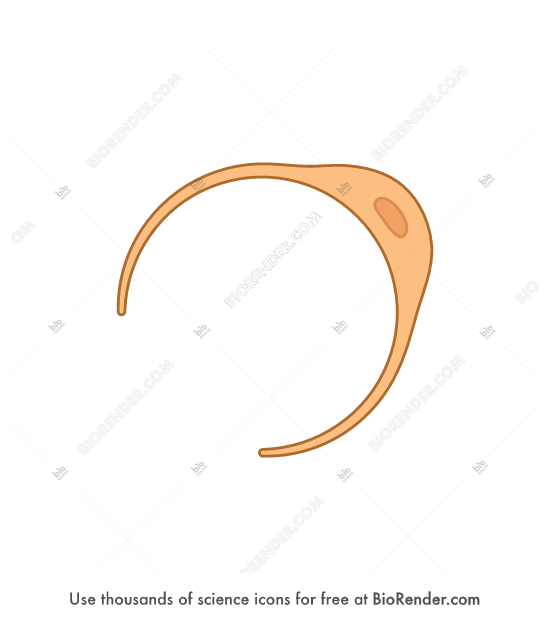 Free Pericyte (circular 1) Icons, Symbols & Images | BioRender