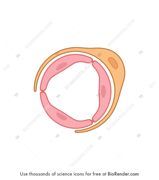 Free Pericyte (wrapping around endothelial cells) Icons, Symbols ...