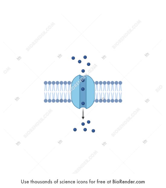 Free Ion channel (generic, open, in membrane) Icons, Symbols & Images ...