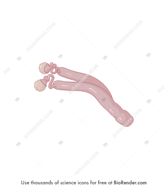 Free Mouse uterus (lateral) Icons, Symbols & Images | BioRender