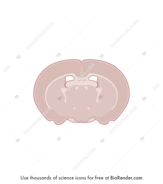 Free Mouse brain (coronal, plate 61) Icons, Symbols & Images | BioRender