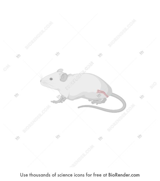 Free Mouse (lateral 1, with uterus) Icons, Symbols & Images | BioRender
