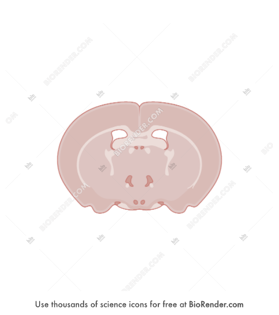 Free Mouse brain (coronal, plate 61, nuclei) Icons, Symbols & Images ...