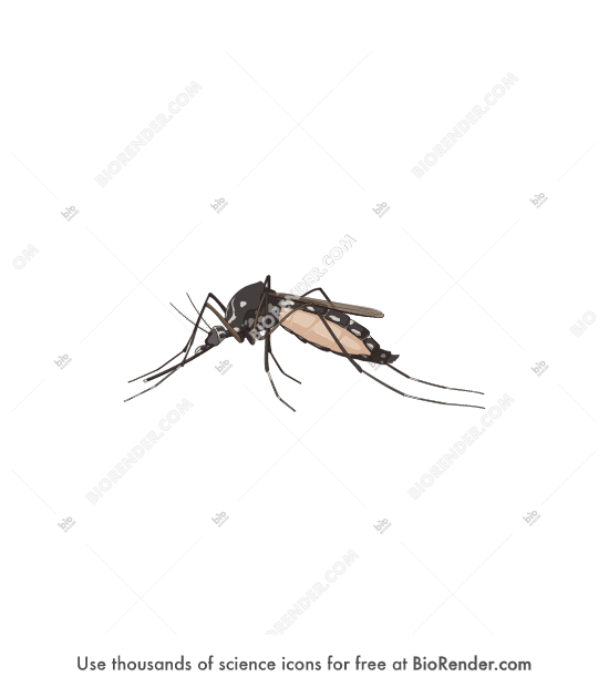 Free Mosquito (Yellow fever, Aedes aegypti, not feeding) Icons, Symbols ...