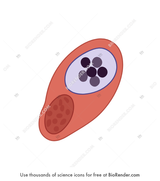 Free Malaria (avian, Plasmodium relictum) Icons, Symbols & Images ...