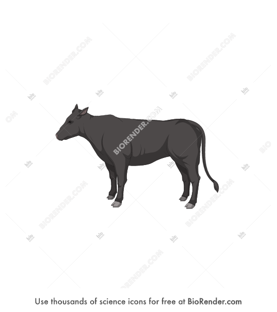 Free Bull (Angus black, underweight) Icons, Symbols & Images | BioRender