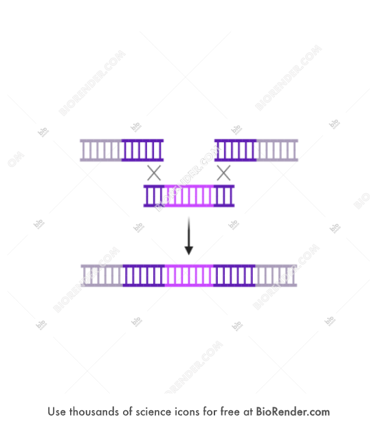 Free Homology-directed repair Icons, Symbols & Images | BioRender