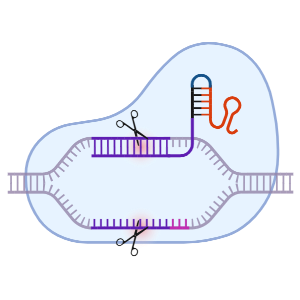 Free Spliceosome Icons, Symbols & Images | BioRender