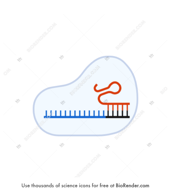 Free Cas9, tracrRNA, and crRNA complex Icons, Symbols & Images | BioRender