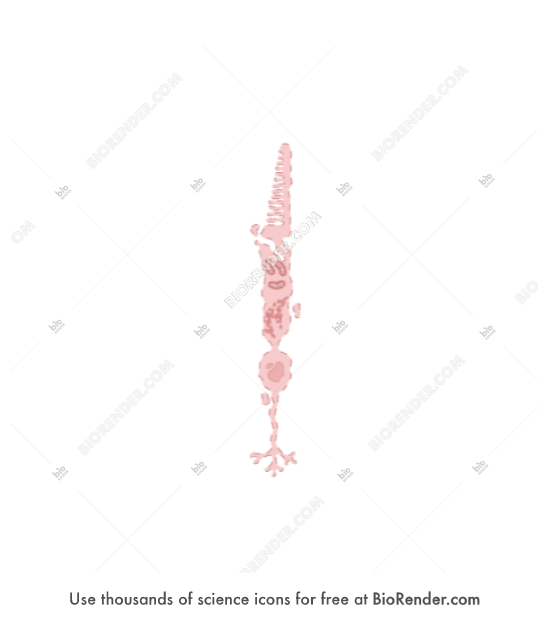Free Cone photoreceptor (dying 2, with organelles) Icons, Symbols ...
