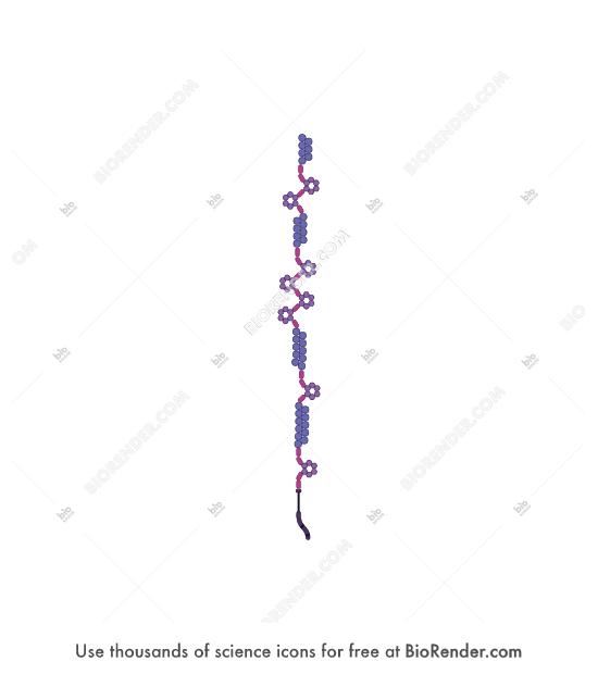 Free LRP-2 (Megalin) Icons, Symbols & Images | BioRender