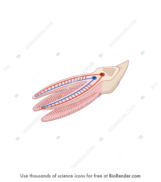 Free Gill (fish, cross-section) Icons, Symbols & Images | BioRender