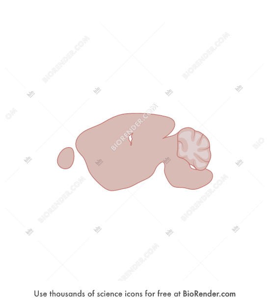 Free Mouse brain (sagittal, lateral cut) Icons, Symbols & Images ...