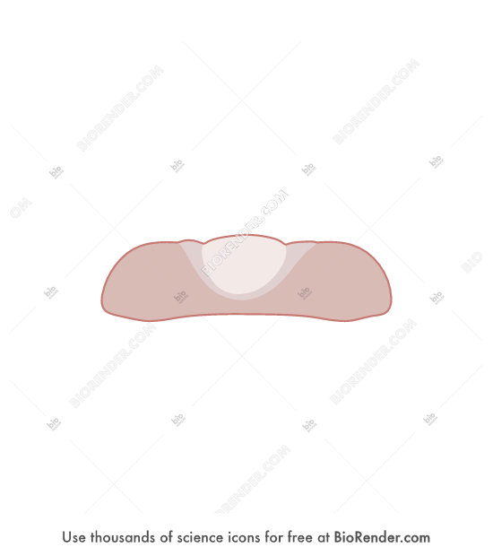 Free Mouse brain (pituitary gland, coronal) Icons, Symbols & Images ...