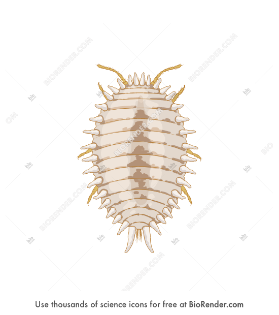 Free Citrus mealybug (Planococcus citri, female) Icons, Symbols ...